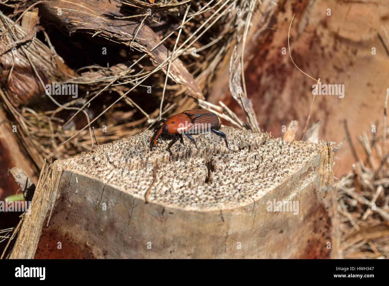 France, Alpes-Maritimes, Mandelieu la Napoule, Red palm weevil ...