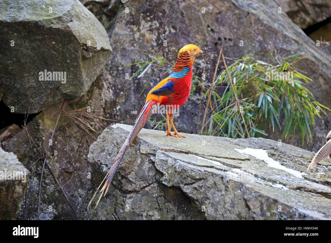 Chinese pheasant hi-res stock photography and images - Alamy
