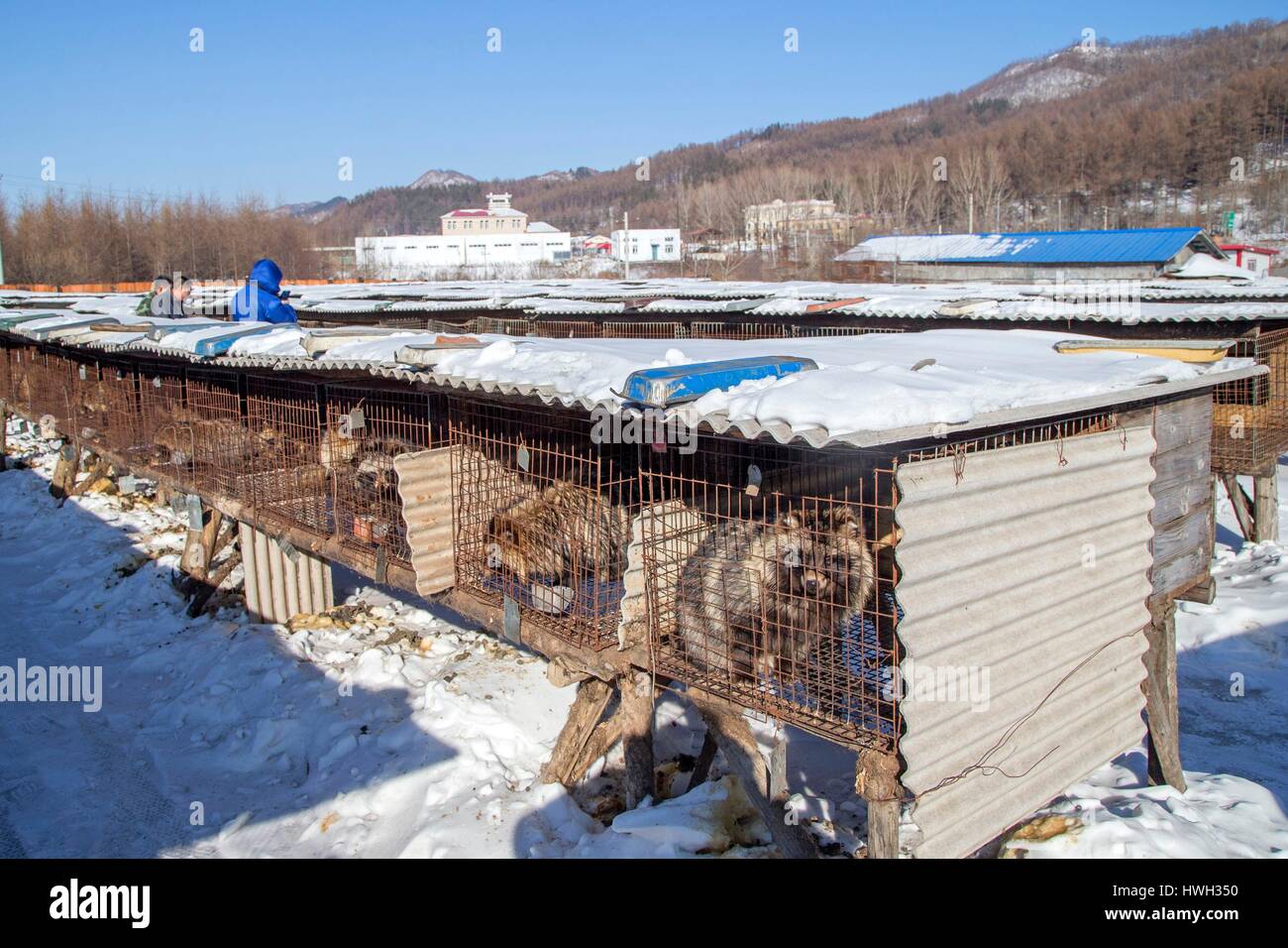 Fox farm china hi-res stock photography and images - Alamy