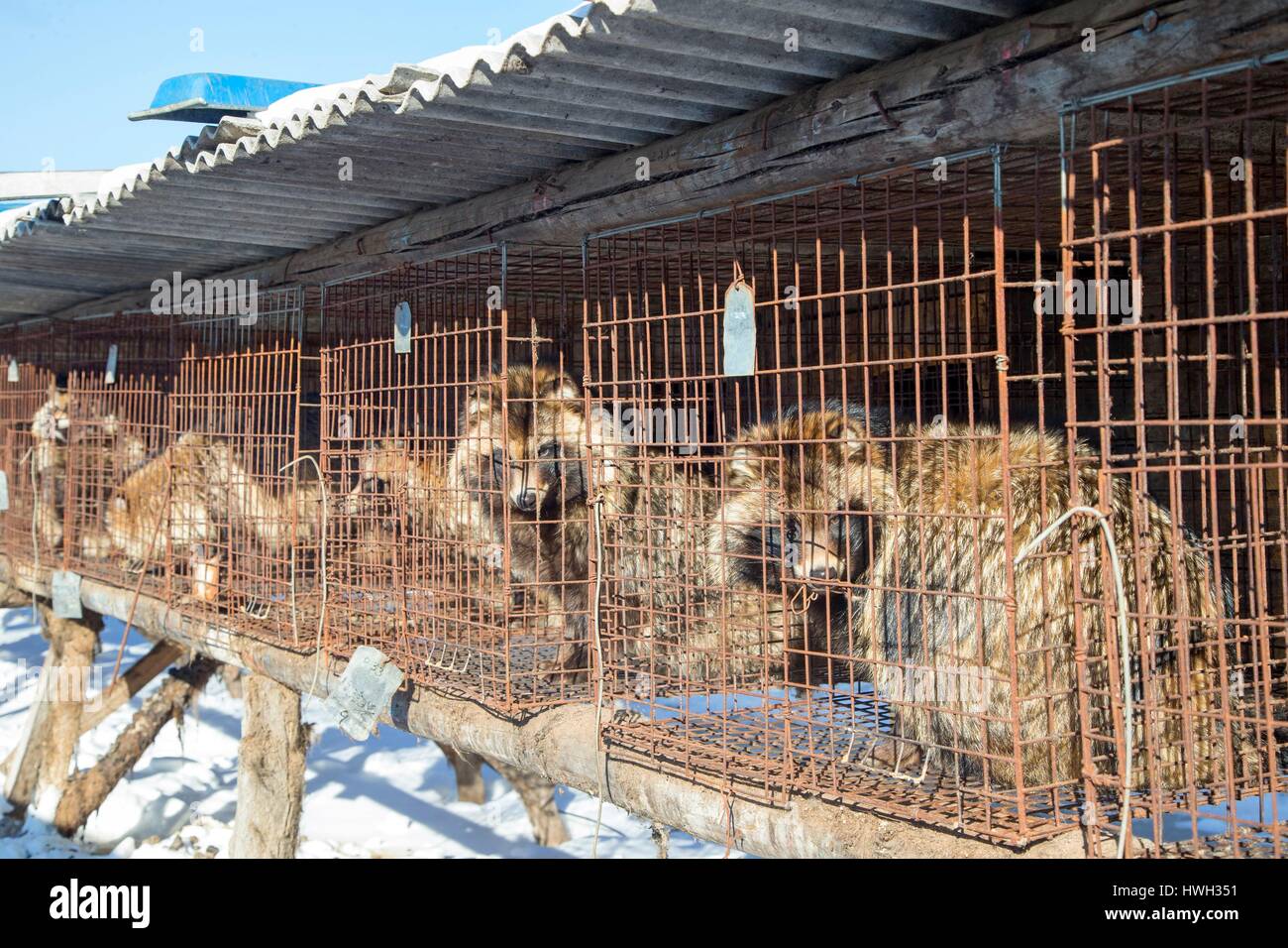 China, Heilongjiang, Hengdaohezi, fox farm and raccoons, cages Stock ...