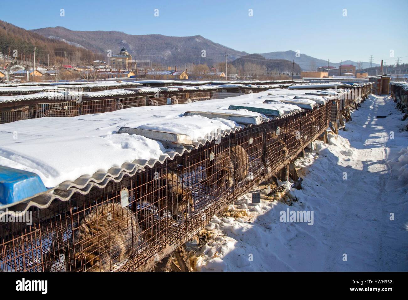 China, Heilongjiang, Hengdaohezi, fox farm and raccoons, cages Stock ...