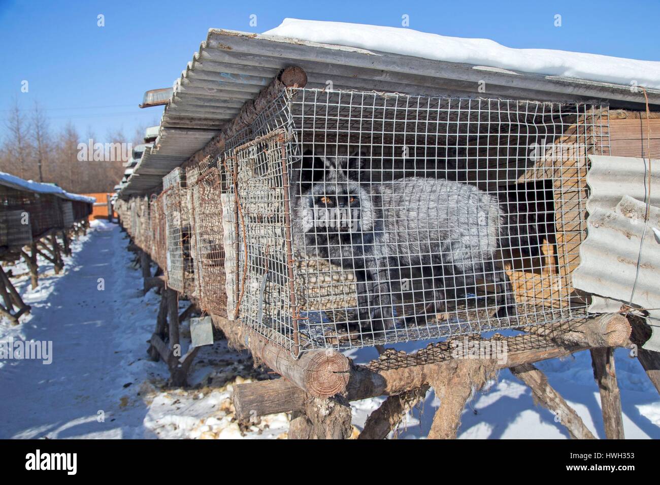 Eastern raccoons hi-res stock photography and images - Alamy