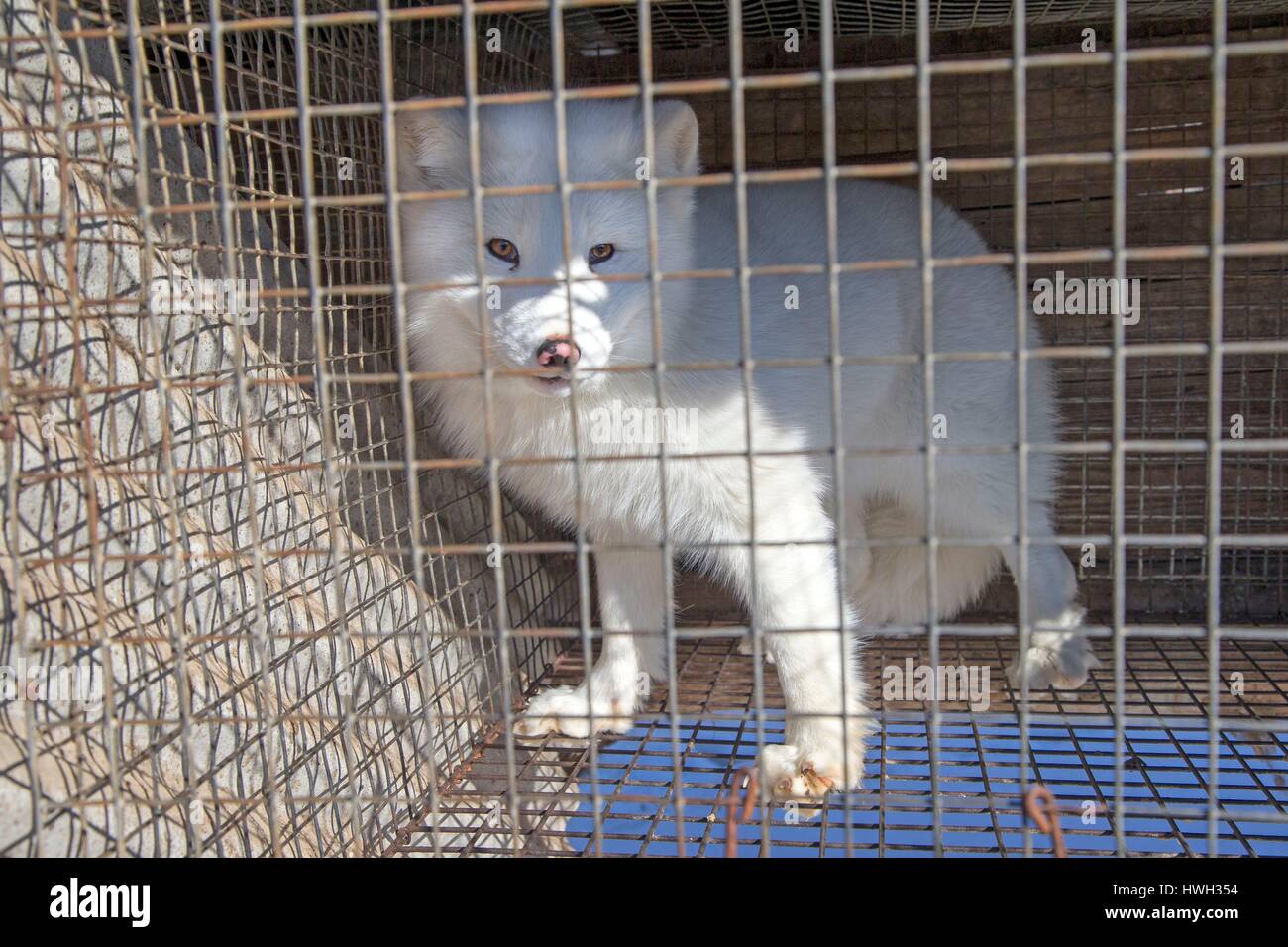 China, Heilongjiang, Hengdaohezi, fox farm and raccoons, cages Stock ...