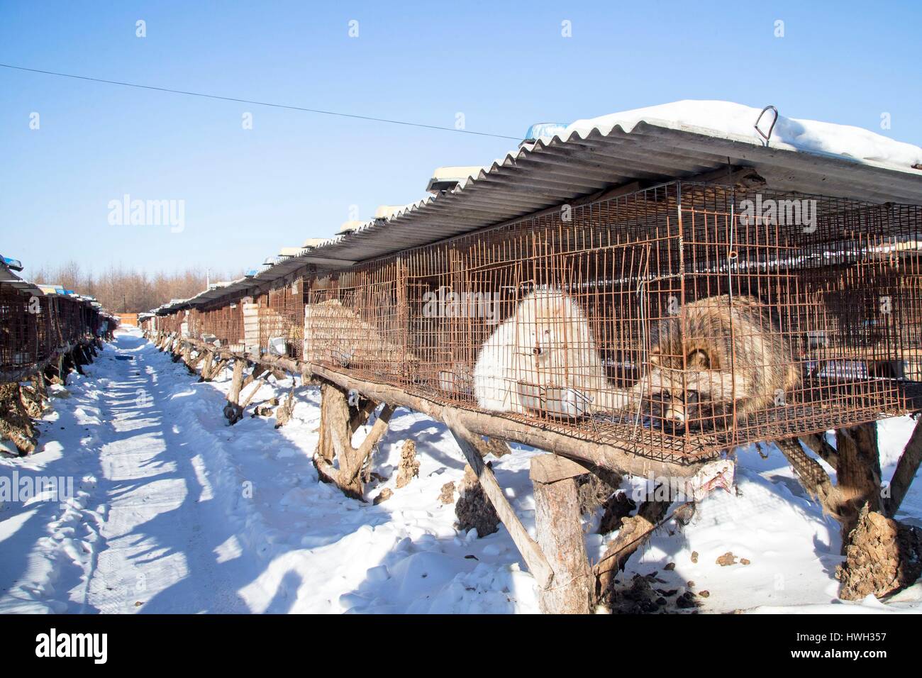 Fox fur cage hi-res stock photography and images - Alamy