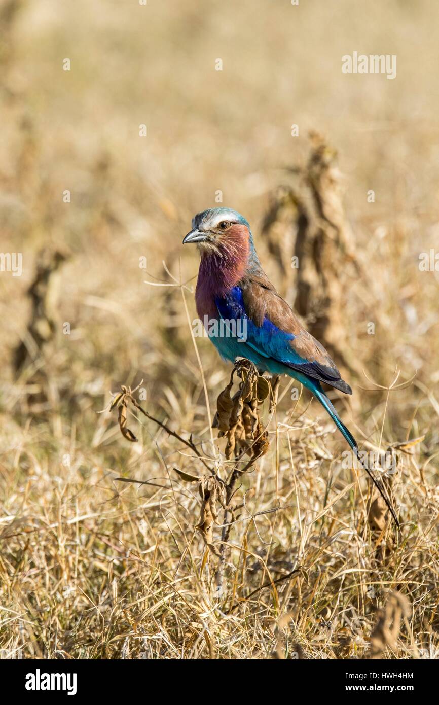 Kenya, Soysambu conservancy, european roller (Coracias garrulus ...
