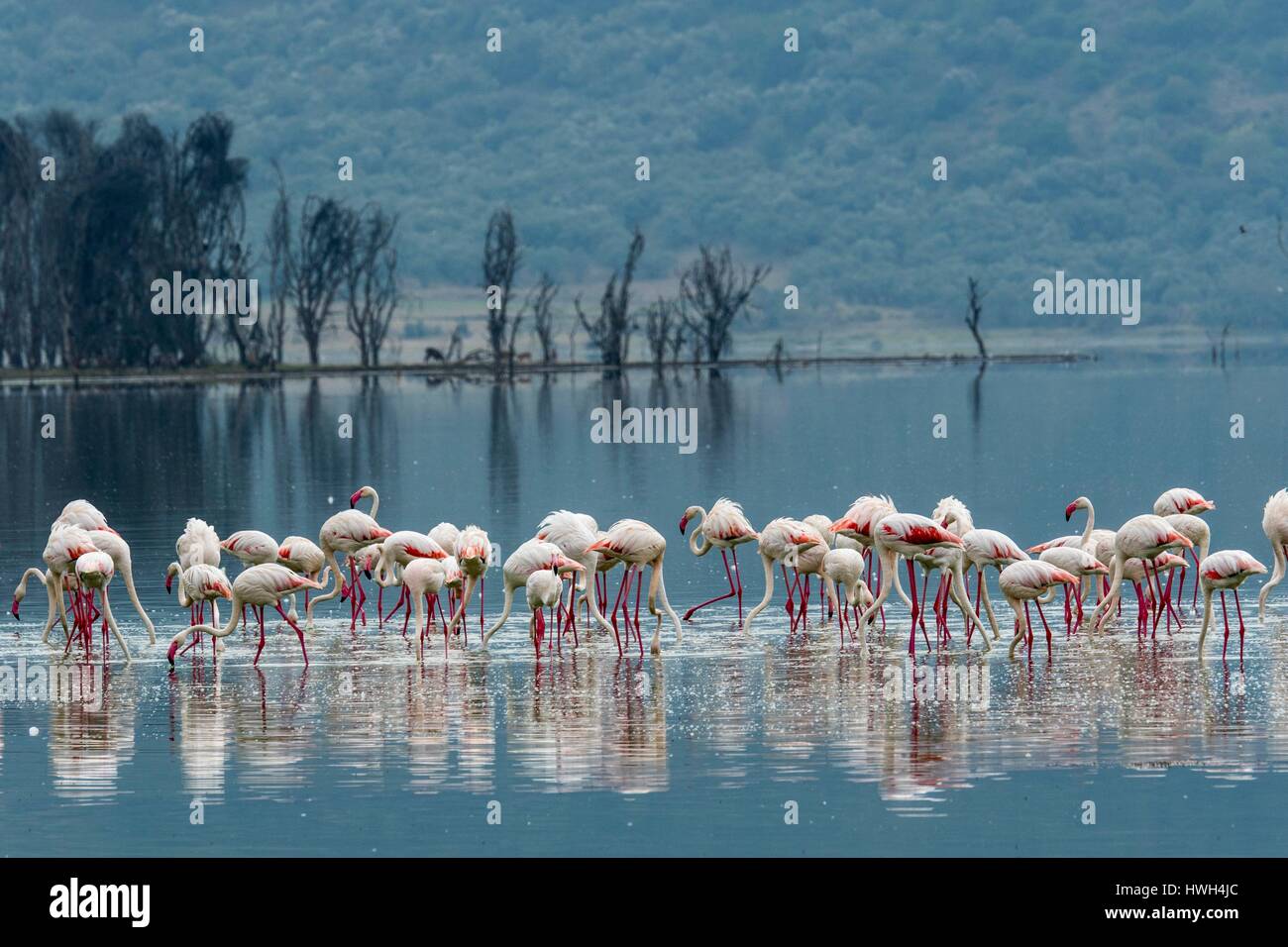 Kenya, Soysambu conservancy, greater flamingoes (Phoenicopterus ruber ...