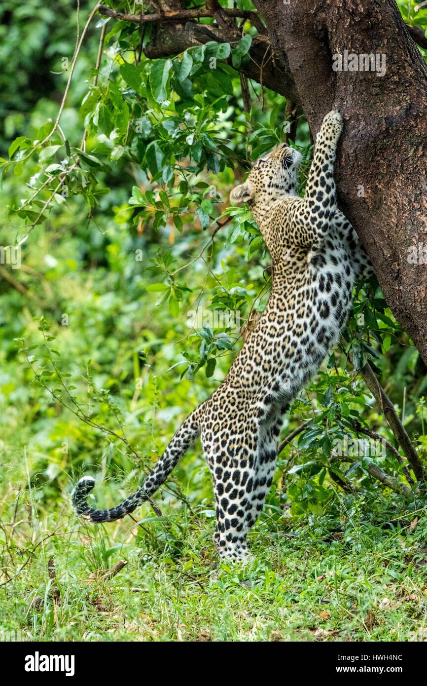 Leopard playing no people hi-res stock photography and images - Alamy