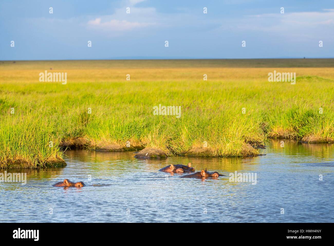 Kenya, Masai-Mara game reserve, Hippopotamus (Hippopotamus amphibius ...