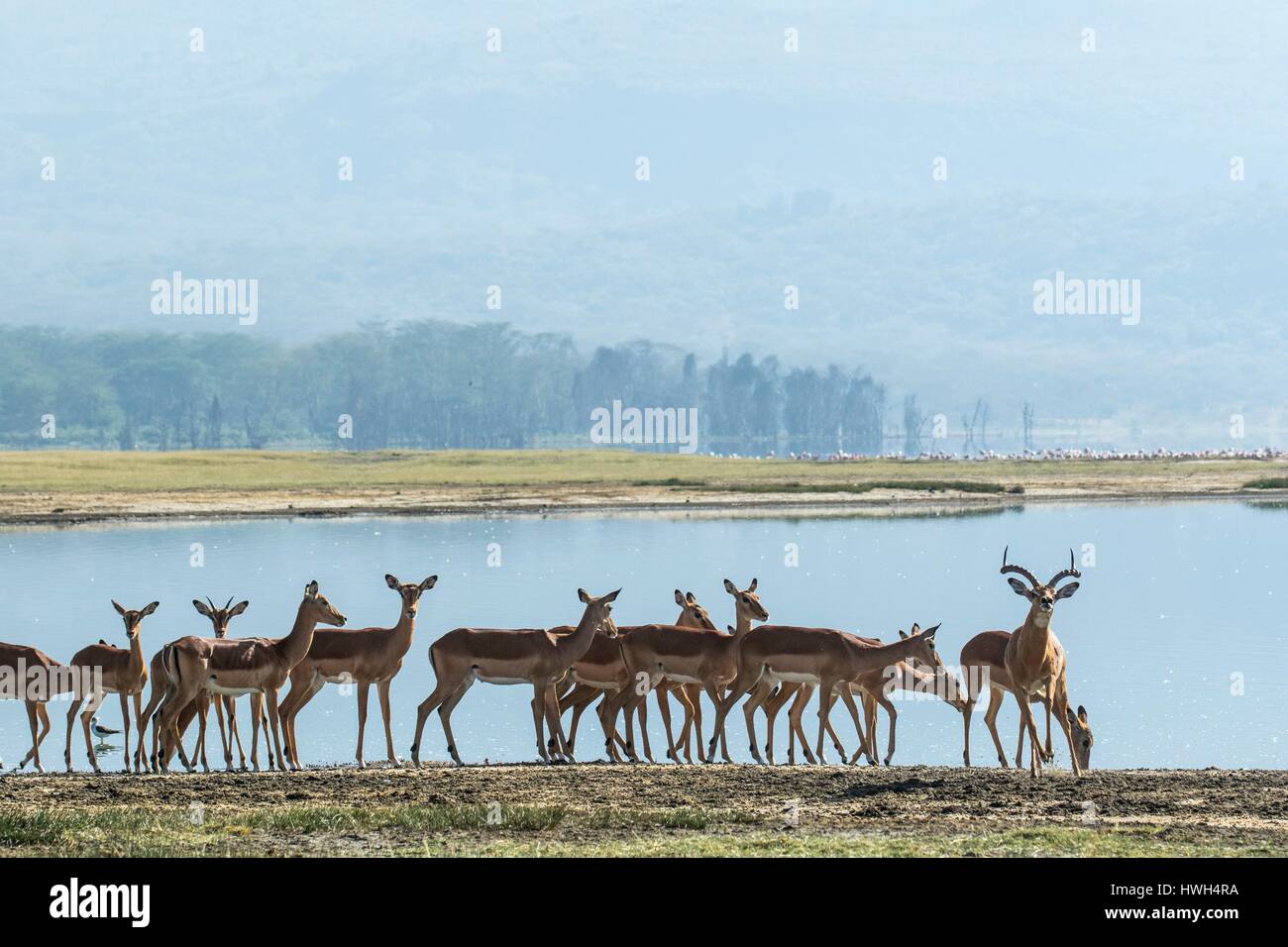 Soysambu conservancy hi-res stock photography and images - Alamy