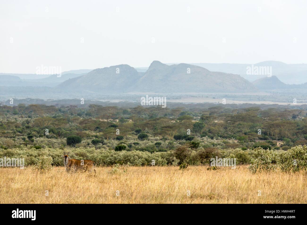 Kenya, Soysambu conservancy, Cape Elan (Taurotragus oryx), male Stock ...