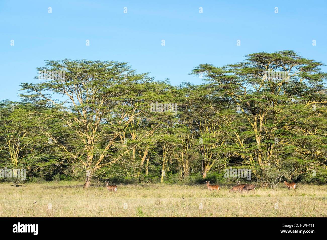 Soysambu conservancy hi-res stock photography and images - Alamy