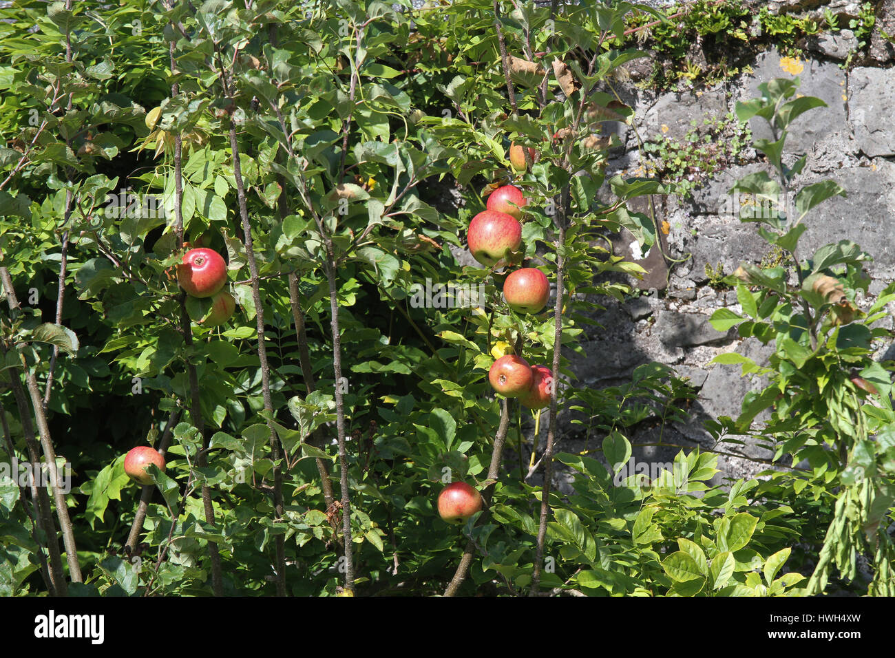Butler house growing apples hi-res stock photography and images - Alamy