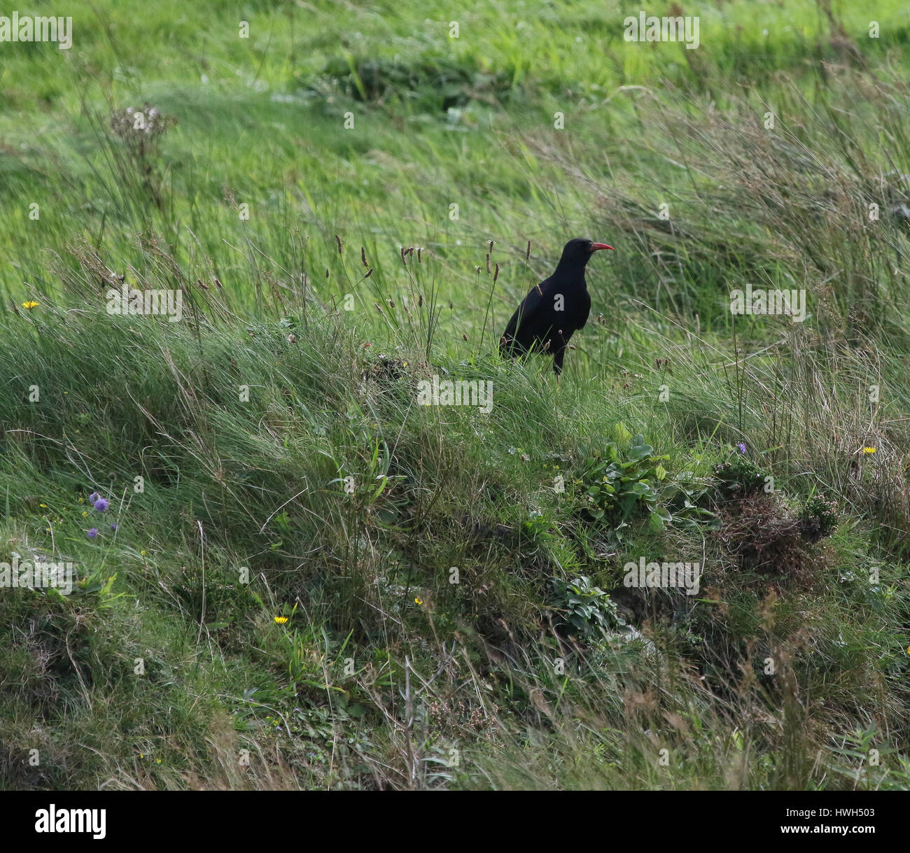 Chough skellig ring hi-res stock photography and images - Alamy