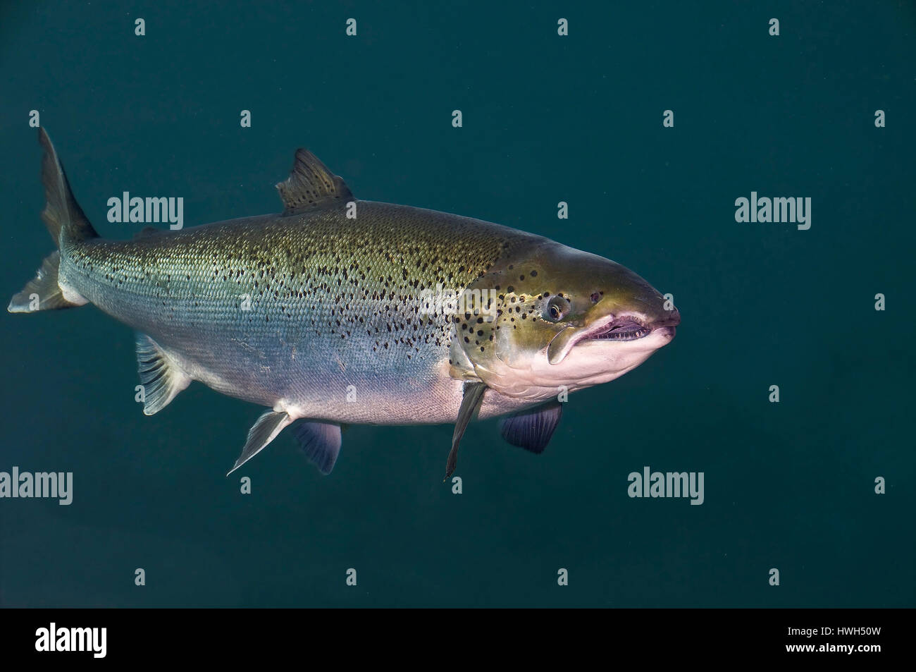 Salmon salar hi-res stock photography and images - Alamy