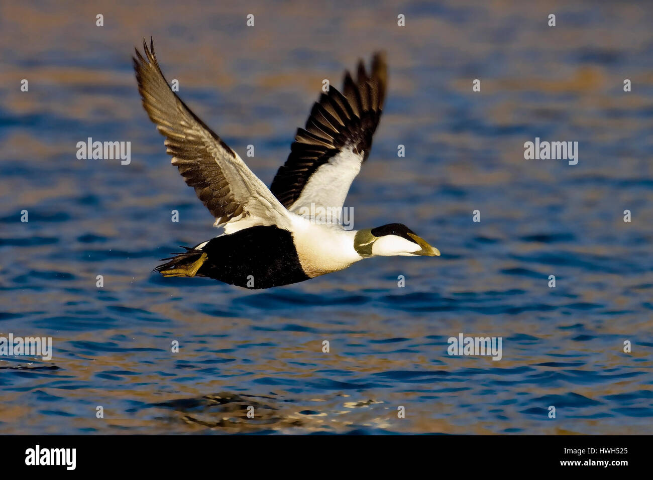 Eiderente - Flying male Eider Stock Photo - Alamy