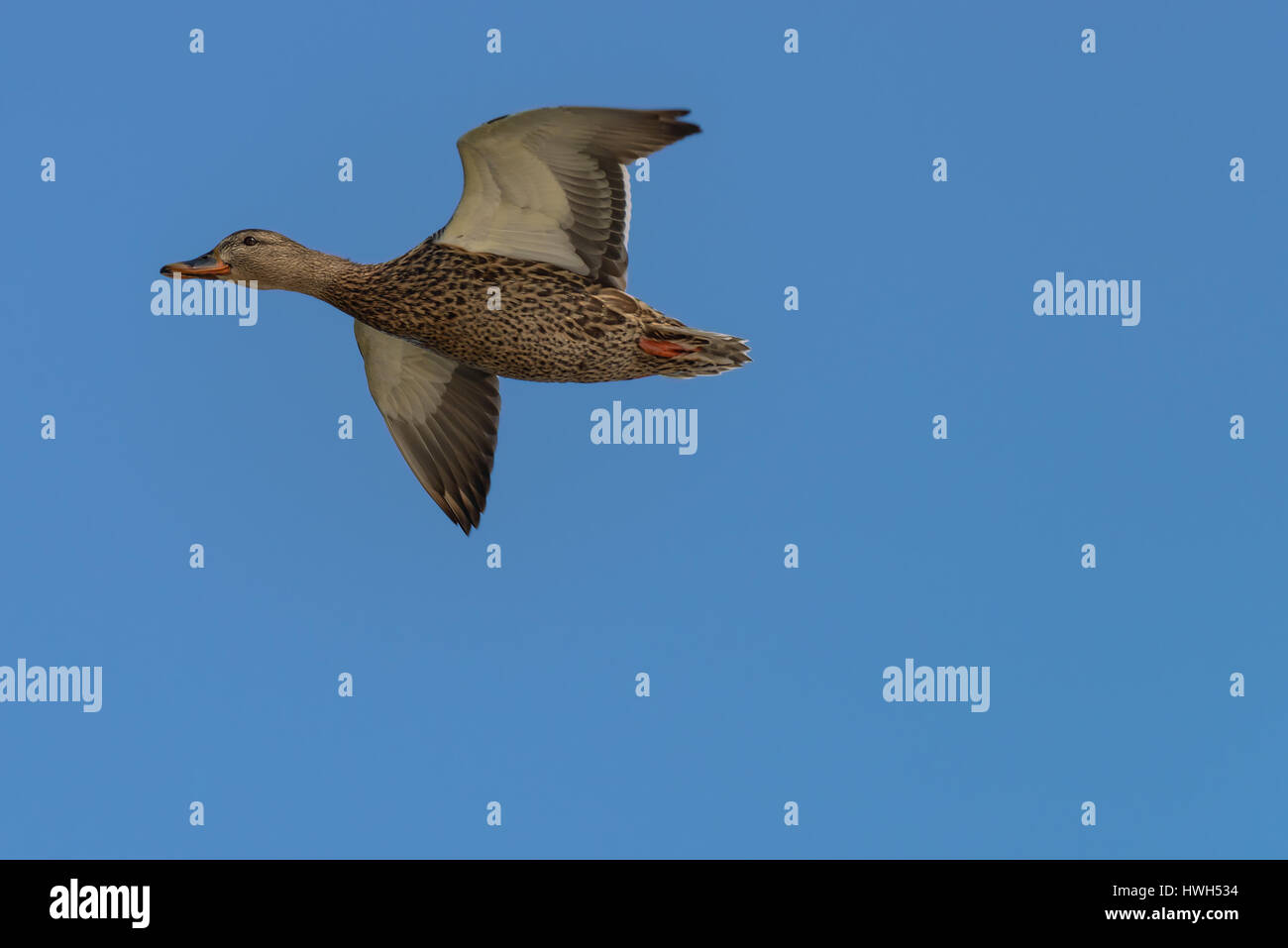 Mottled Duck (Anas fulvigula) flies over the lake Stock Photo - Alamy