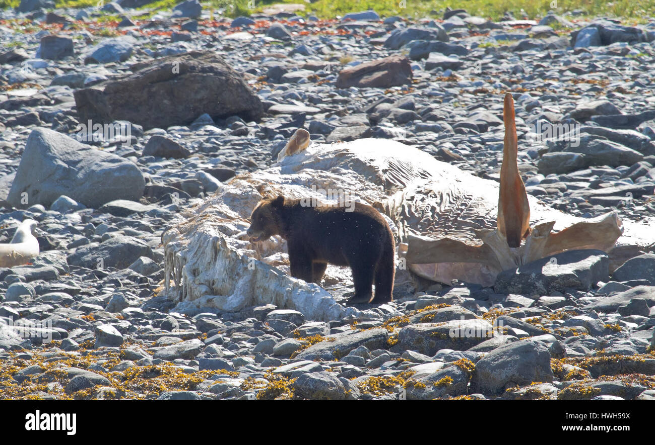 Ursus ar hi-res stock photography and images - Alamy