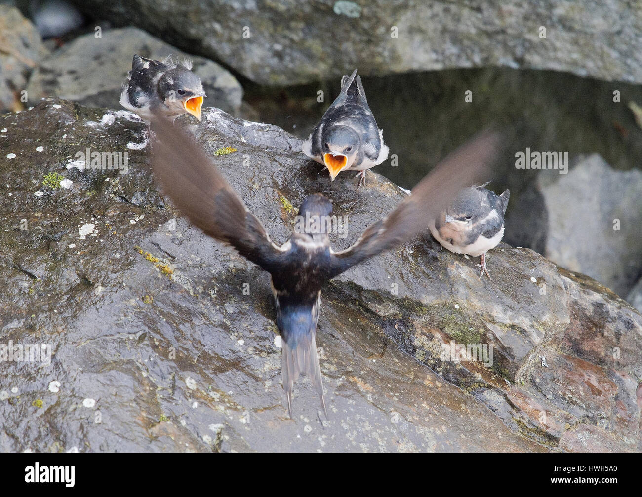 "Swallow's feeding, the USA, Alaska; Glacier Bay national park ...