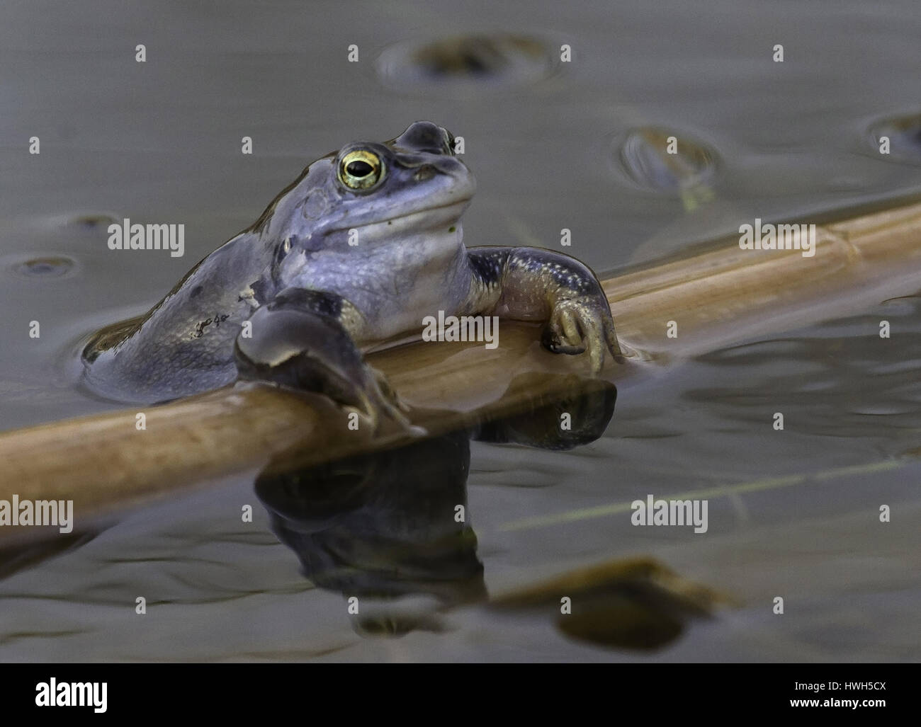 Amphibian moor frog hi-res stock photography and images - Alamy