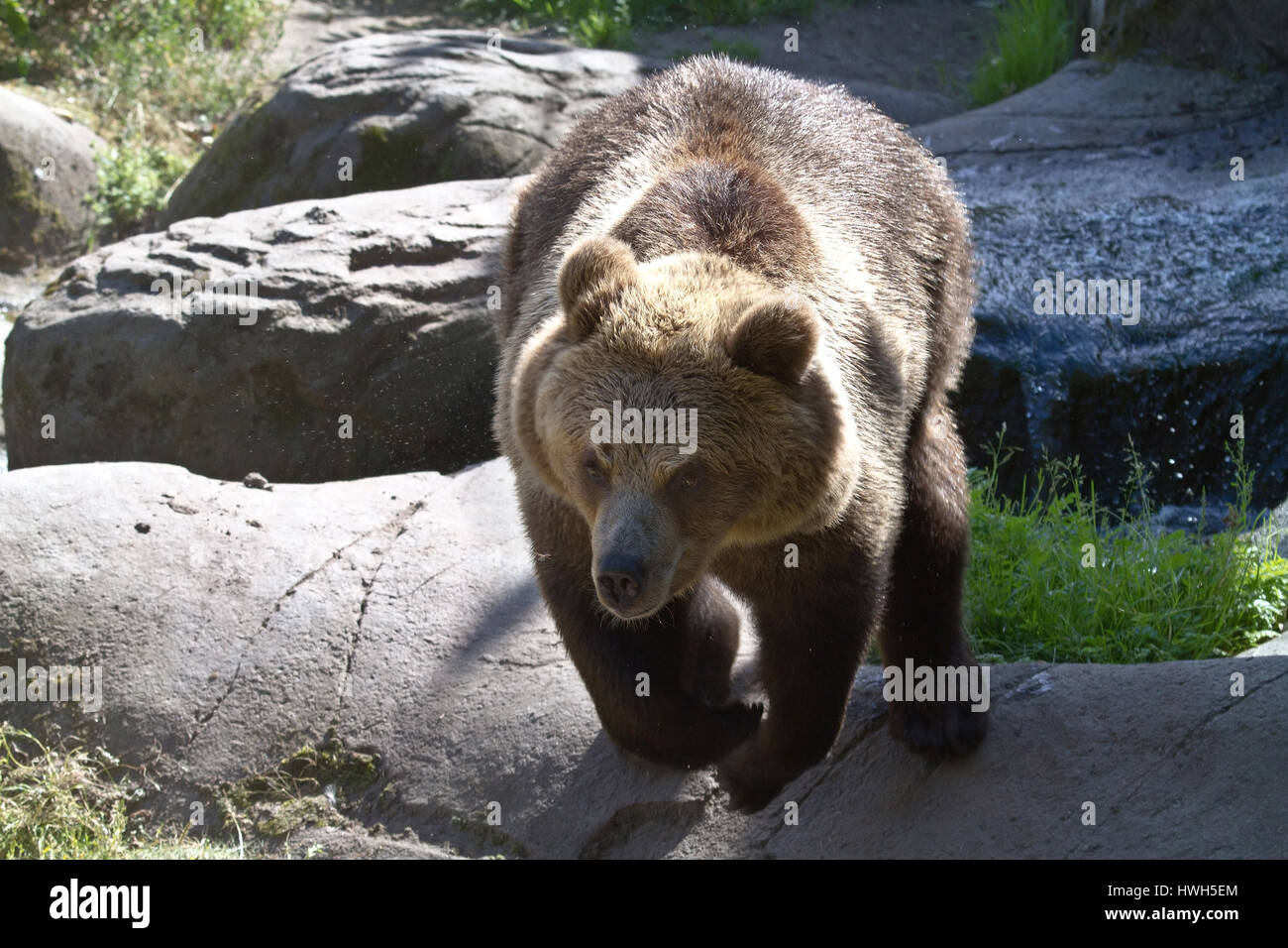Brown bear in the gallop, Swede, Sweden, Stockholm, Skansen, zoo ...