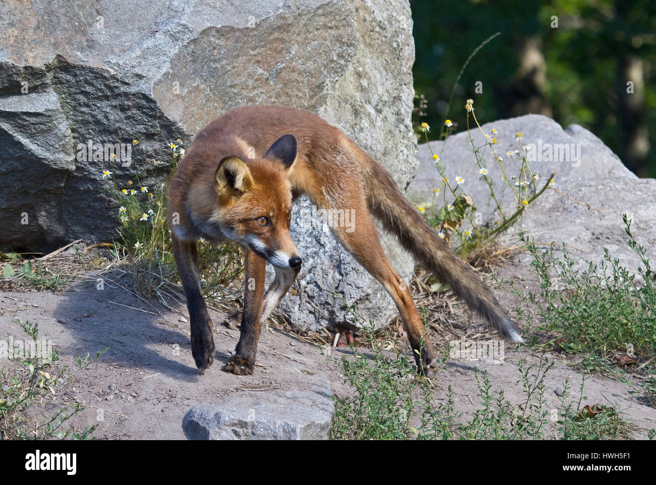 Red fox, Swede, Sweden, Stockholm, Skansen, zoo, controlled conditions ...