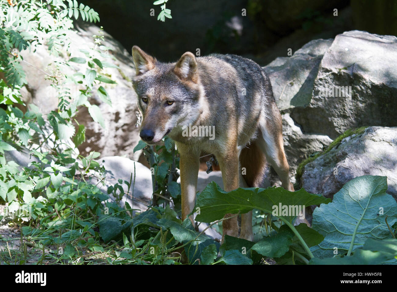 Wolf, Swede, Sweden, Stockholm, Skansen, zoo, controlled conditions ...