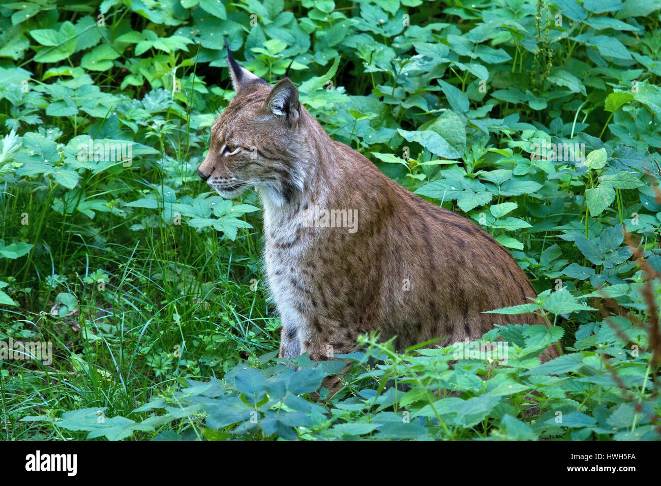 Lynx female, Swede, Sweden, Stockholm, Skansen, zoo, controlled ...