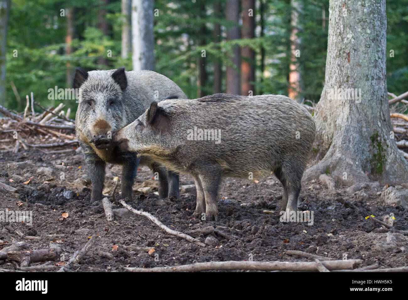 Wild boars, Germany, Germany, Bavaria, national park the Bavarian ...
