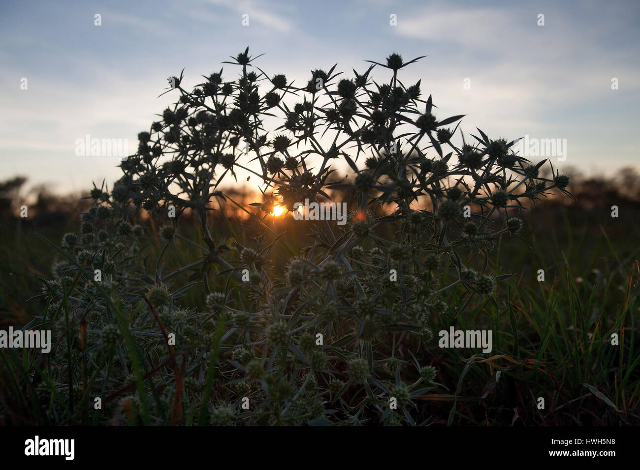 Field mans litter hi-res stock photography and images - Alamy