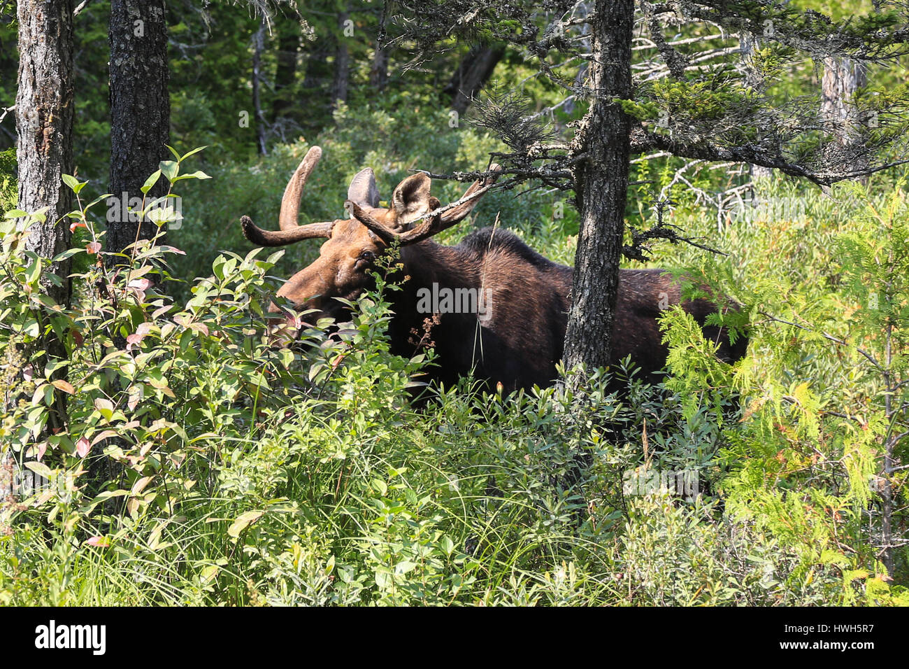 Bull Moose at Barren Brook in Baxter State Park Stock Photo - Alamy