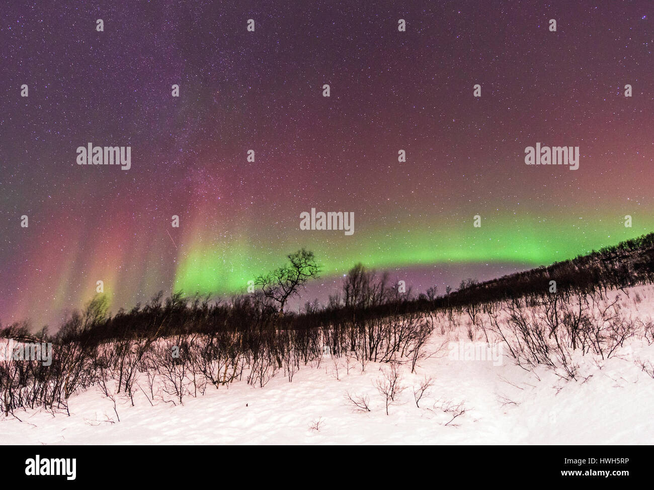Red taiga hi-res stock photography and images - Alamy