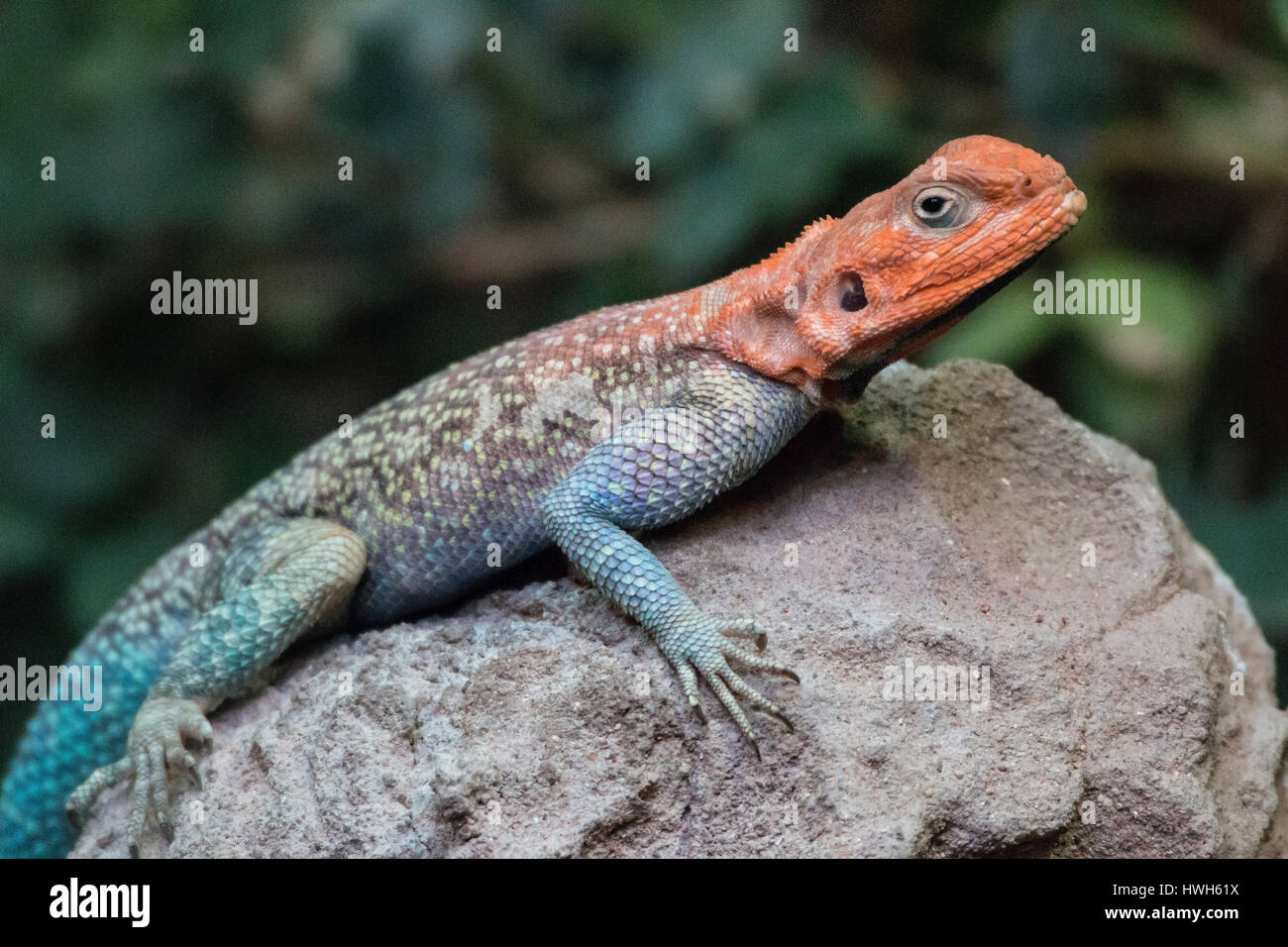 Tree agama in the zoo, Germany, Hamburg, Hagenbecks animal park, zoo ...