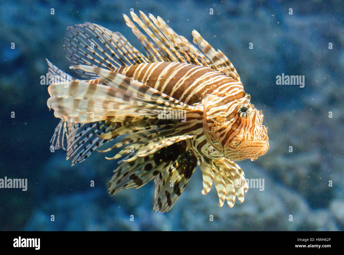 "Red fire fish, Germany; Hamburg; Hagenbecks animal park; zoo; aquarium ...