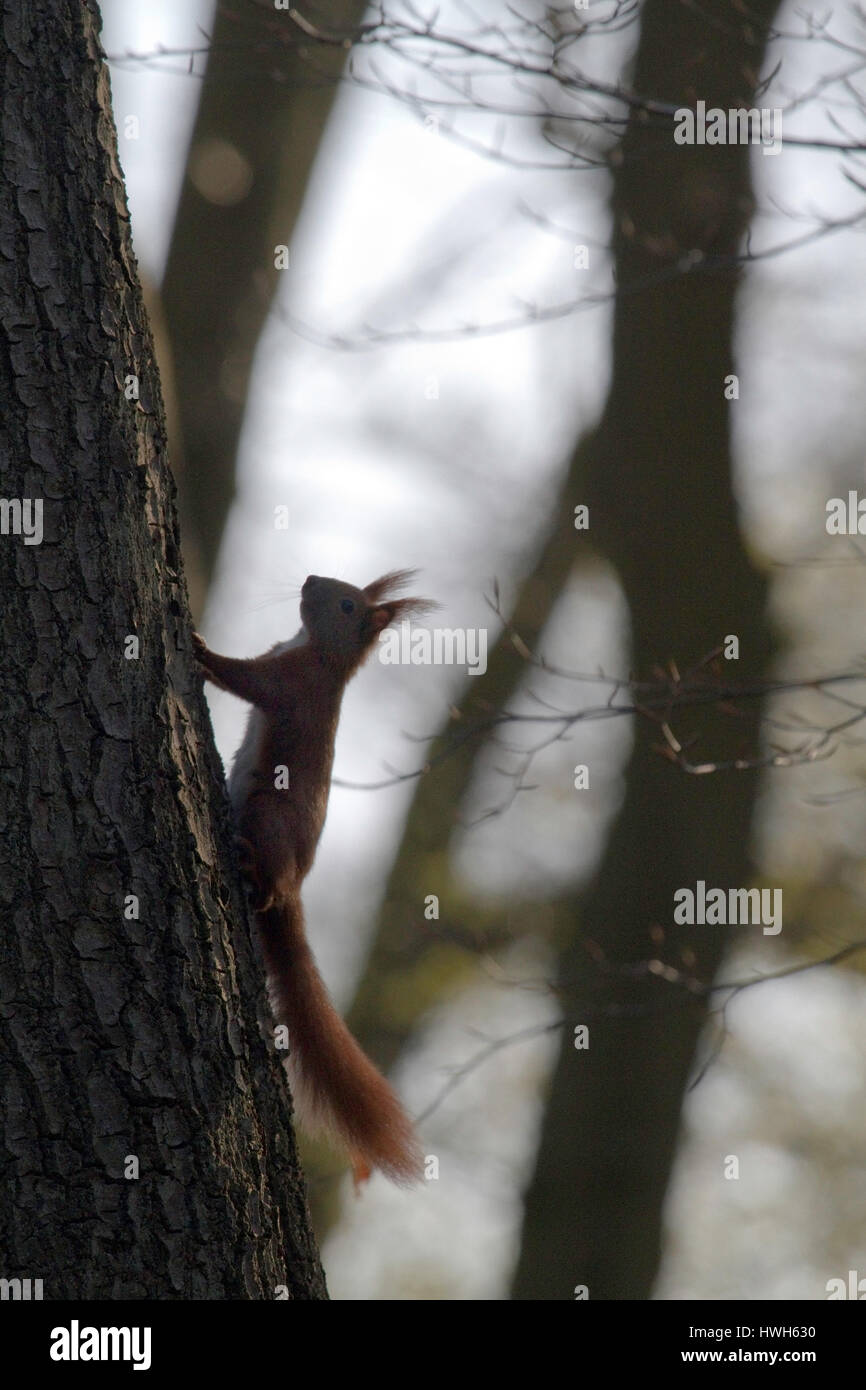Red squirrel sciurus vulgaris back hi-res stock photography and images ...