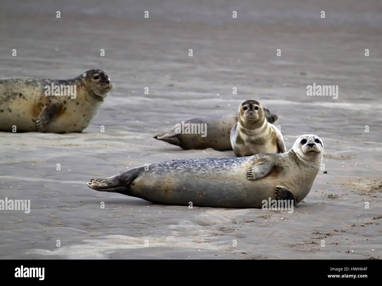 Marine mamm hi-res stock photography and images - Alamy