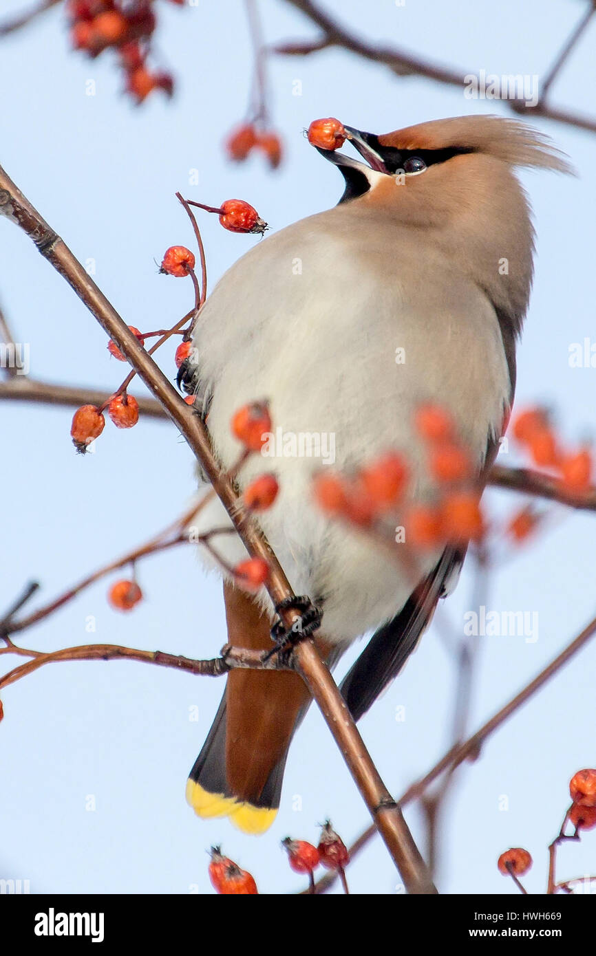 Rowan norway hi-res stock photography and images - Alamy