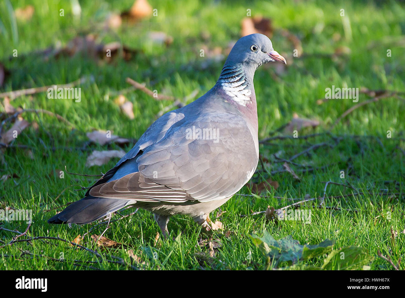 Ringlet pigeon, Germany, Hamburg, birds, ringlet pigeon, columba ...