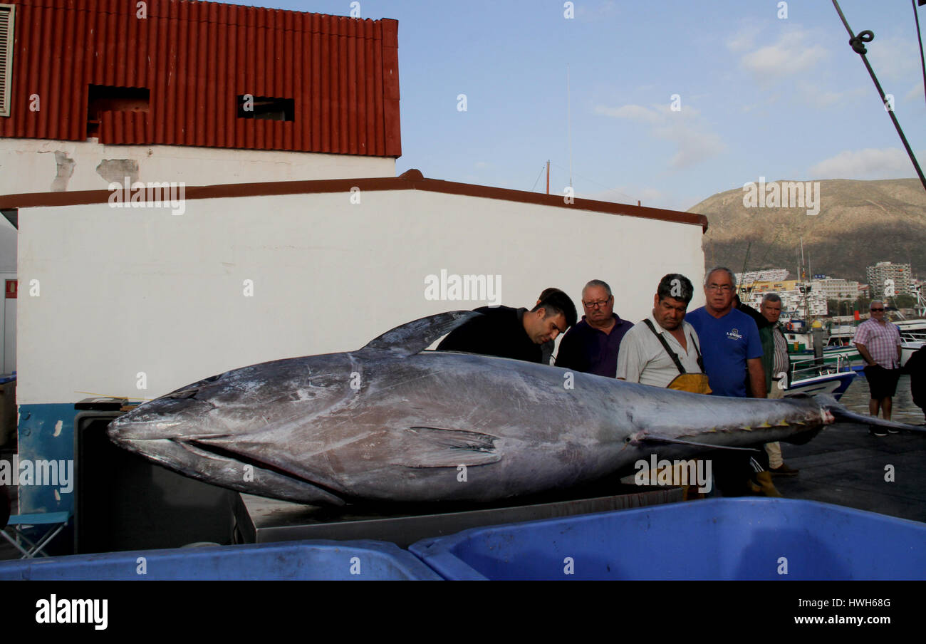 Gran Canaria, Canary Islands. 20th Mar, 2017. The first day of fishing ...