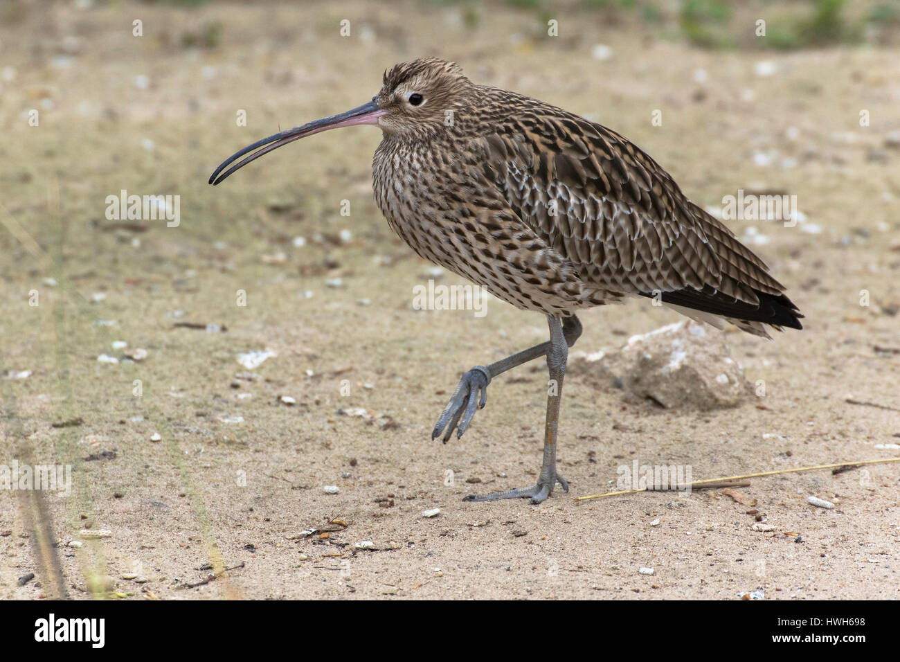 Big curlew, Germany, Berlin, zoological garden, animal park, zoo ...