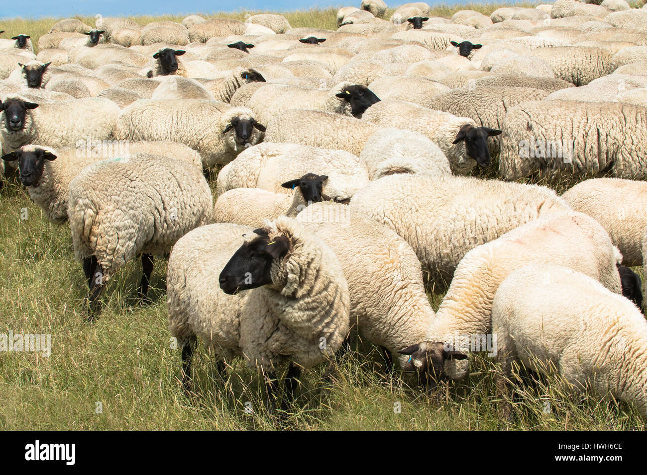 Sheep in the dyke, Germany, Lower Saxony, East Friesland, Leybucht ...