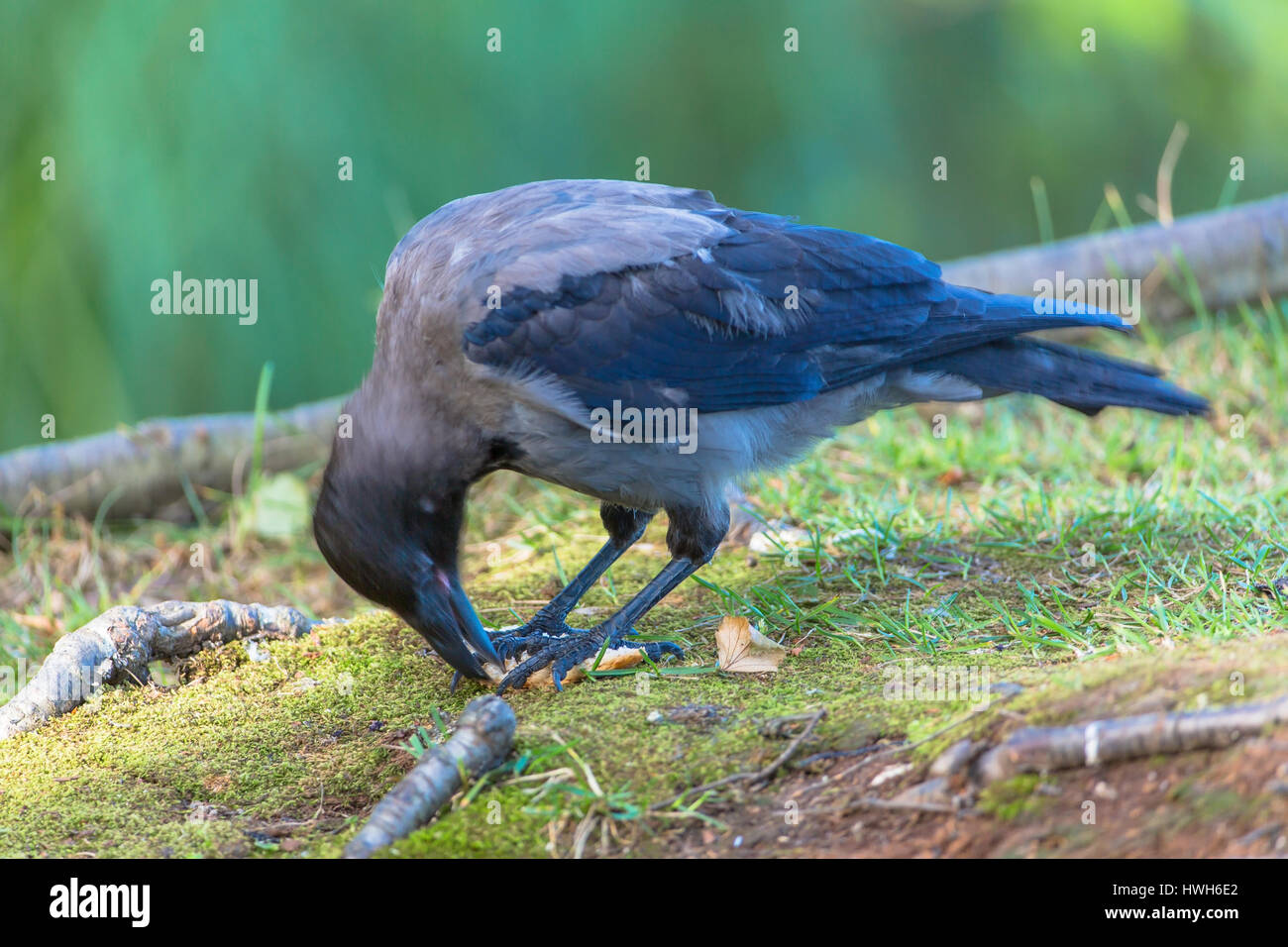 "Nebulous crow with feed, Norway; Troms; Troms?; Prestvannet; birds ...