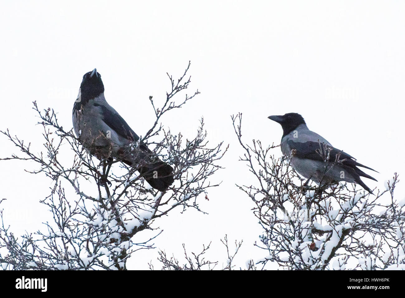 Nebulous crows in winter, Norway, Troms, Troms?, Troms?, seasons ...