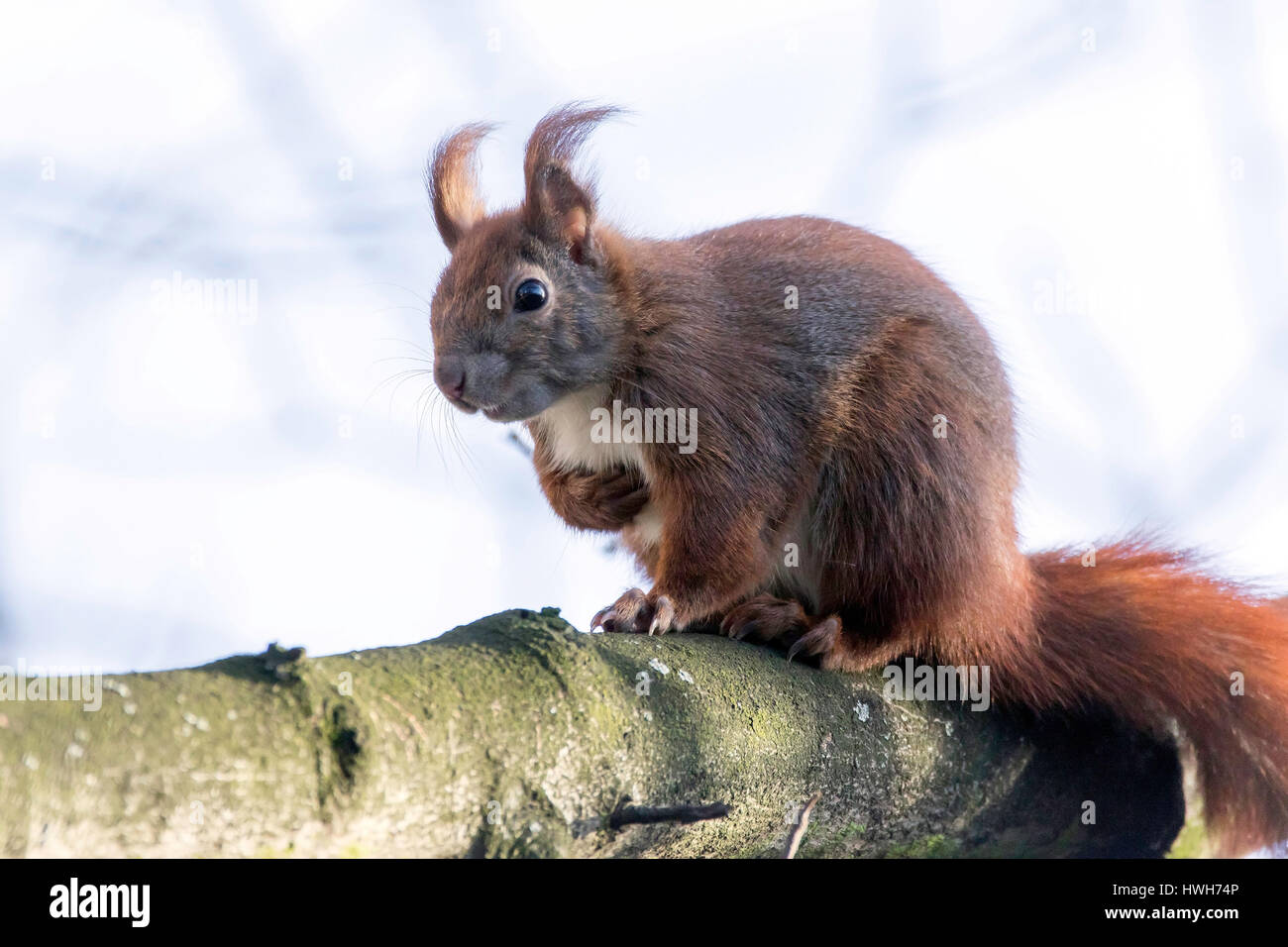 Squirrels, Germany, Hamburg, mammal, rodent, squirrel, Sciurus vulgaris ...