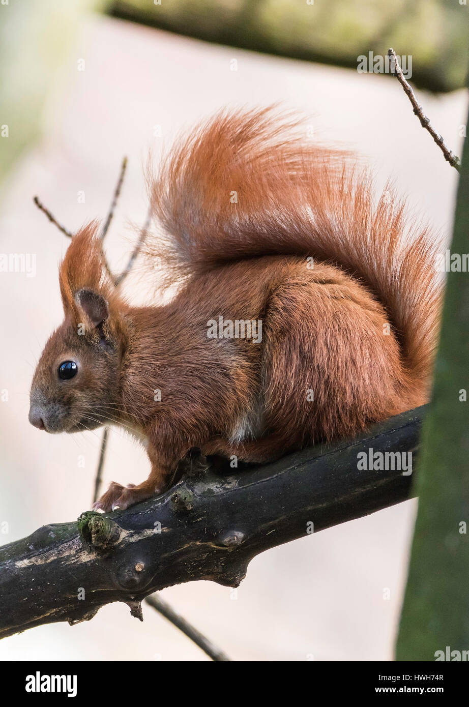 Squirrels, Germany, Hamburg, mammal, rodent, squirrel, Sciurus vulgaris ...