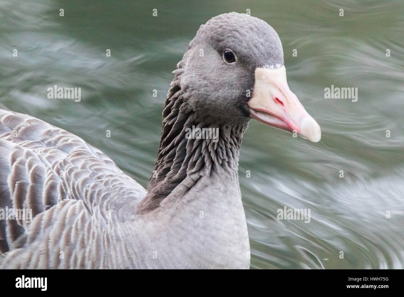 Greylag goose portrait, Germany, Hamburg, Isebek canal, Isekanal, birds ...