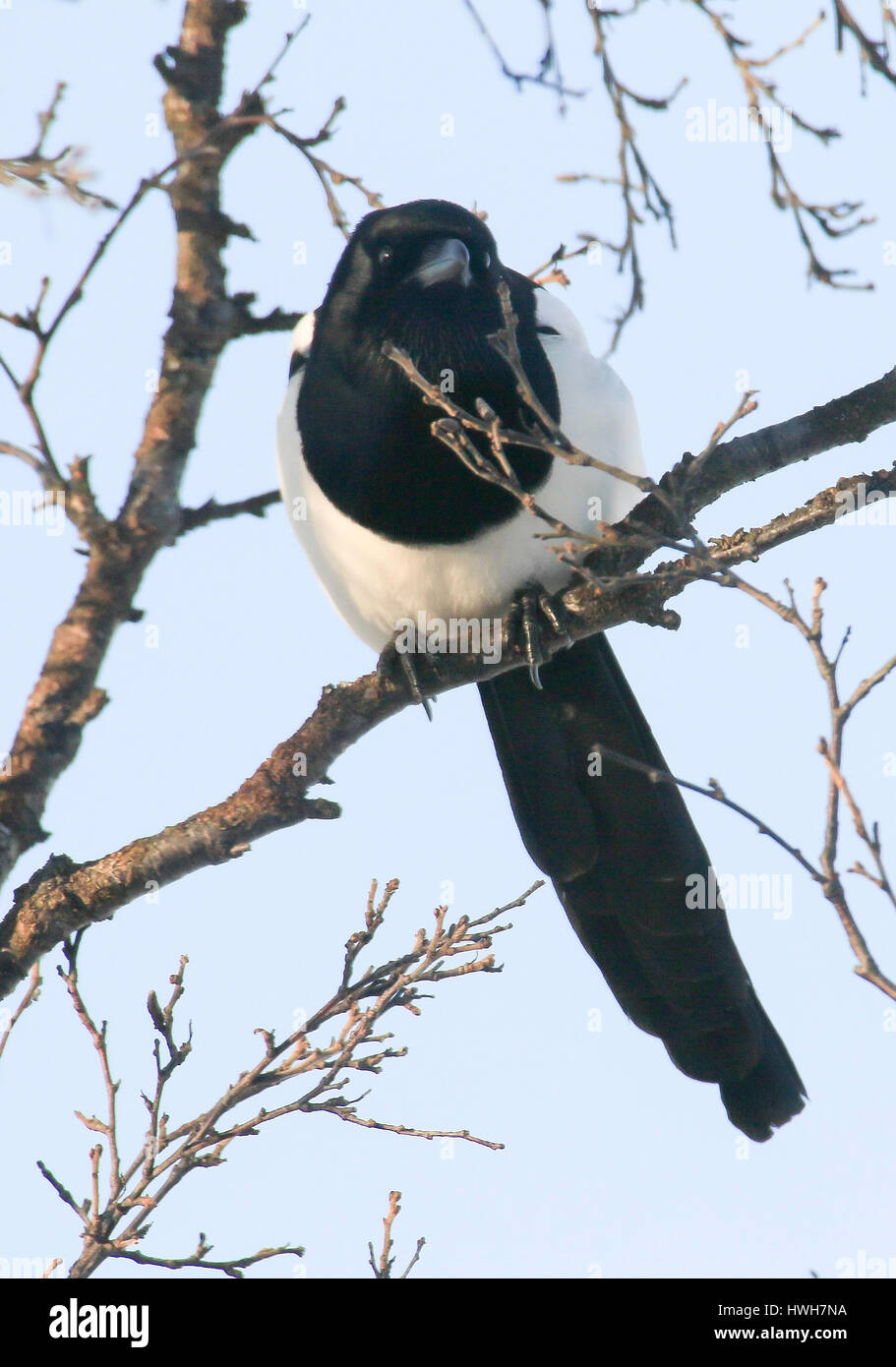 Magpie, Norway, Troms, Troms?, Troms?, birds, magpie, Pica pica, plants ...