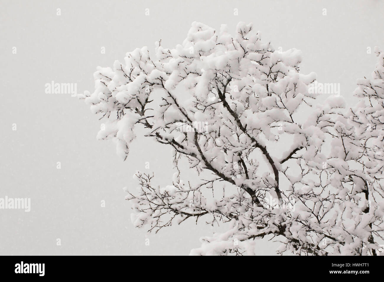 Snowy birch, Norway, Troms, Troms?, Troms?, seasons, winters, snowfall ...