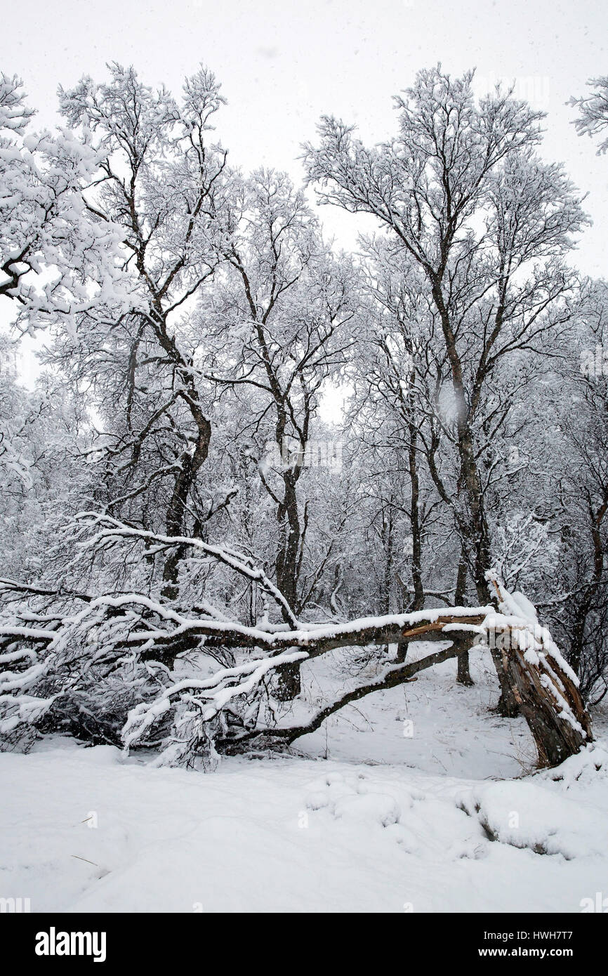 "Snow breaks tree, Norway; Troms; Troms?; Troms?; seasons; winter ...