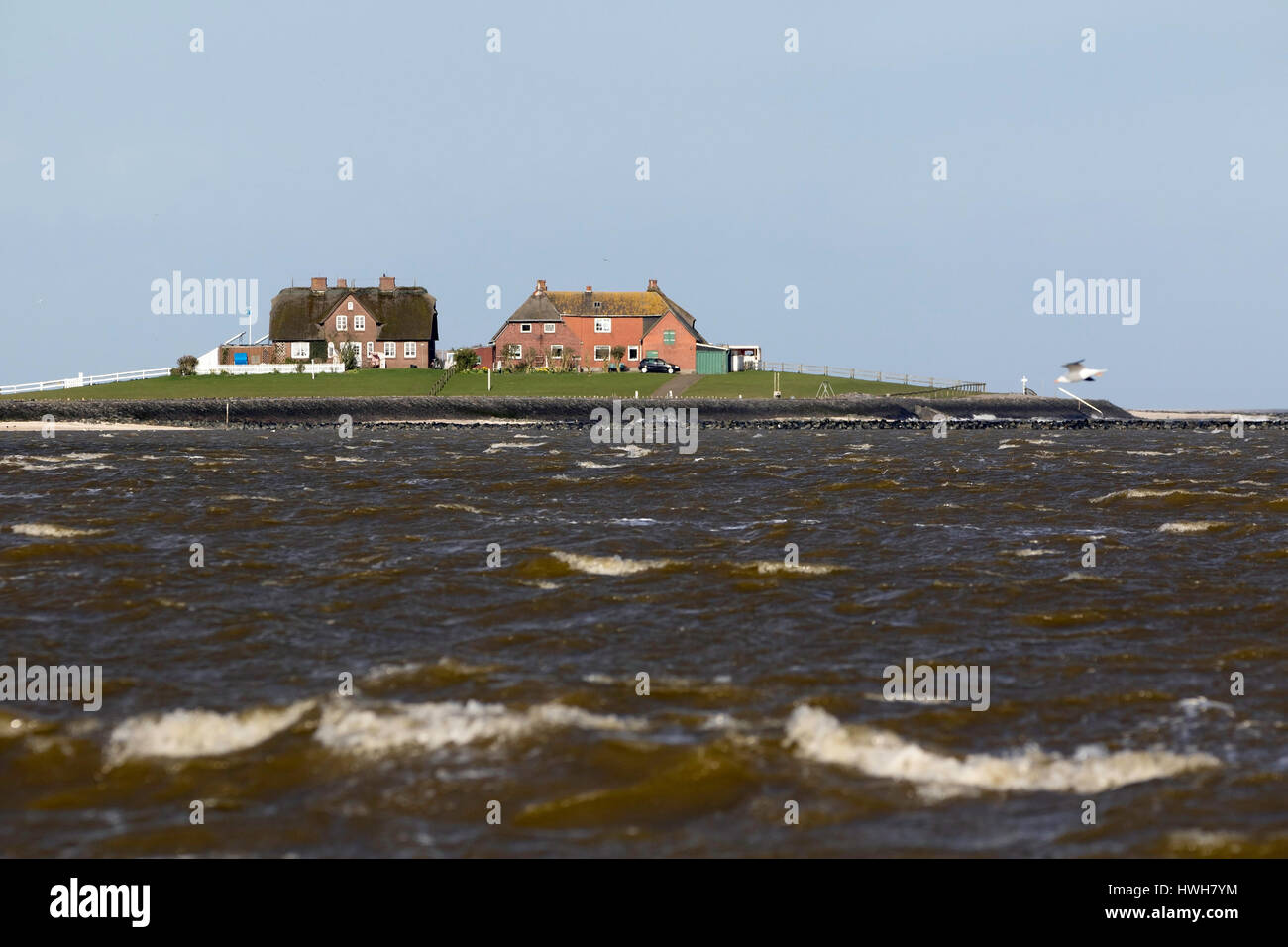 Westerwarft on the hallig hooge hi-res stock photography and images - Alamy