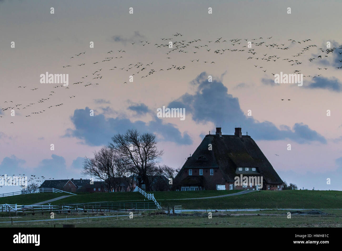 Hallig hooge hi-res stock photography and images - Alamy
